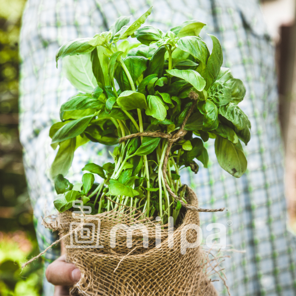 Tienda - Milpa